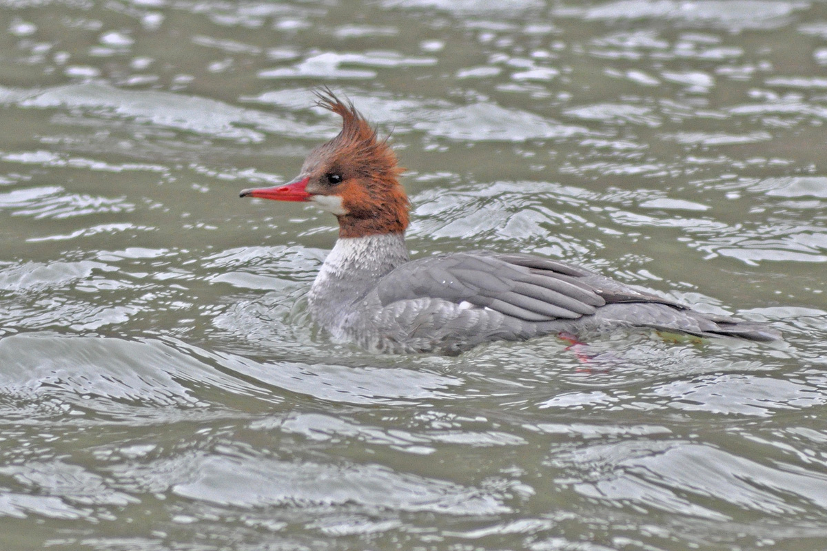 Common Mergansers In the Southern Appalachians – Where Do They Breed ...