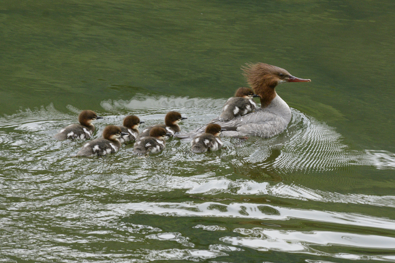 Common Mergansers In the Southern Appalachians – Where Do They Breed ...