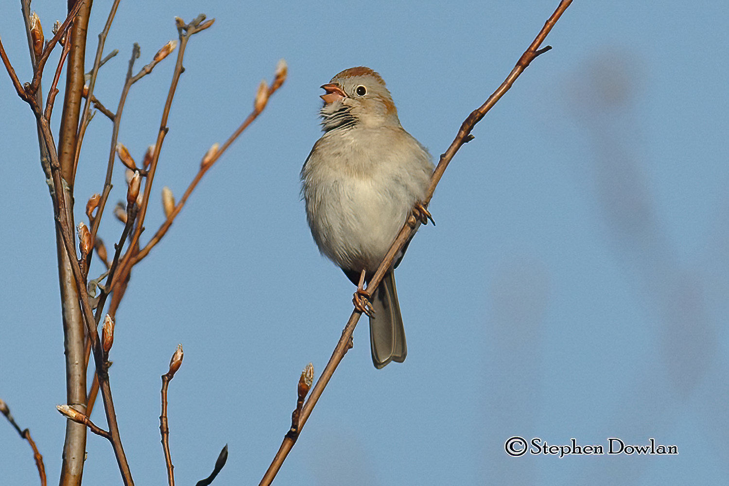 Sparrows in the Genus Spizella - The Littlest Birds Sing the Prettiest ...